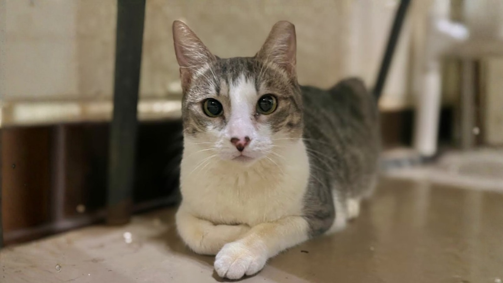 Pet of the Week: Freckles | News, Sports, Jobs - Maui News